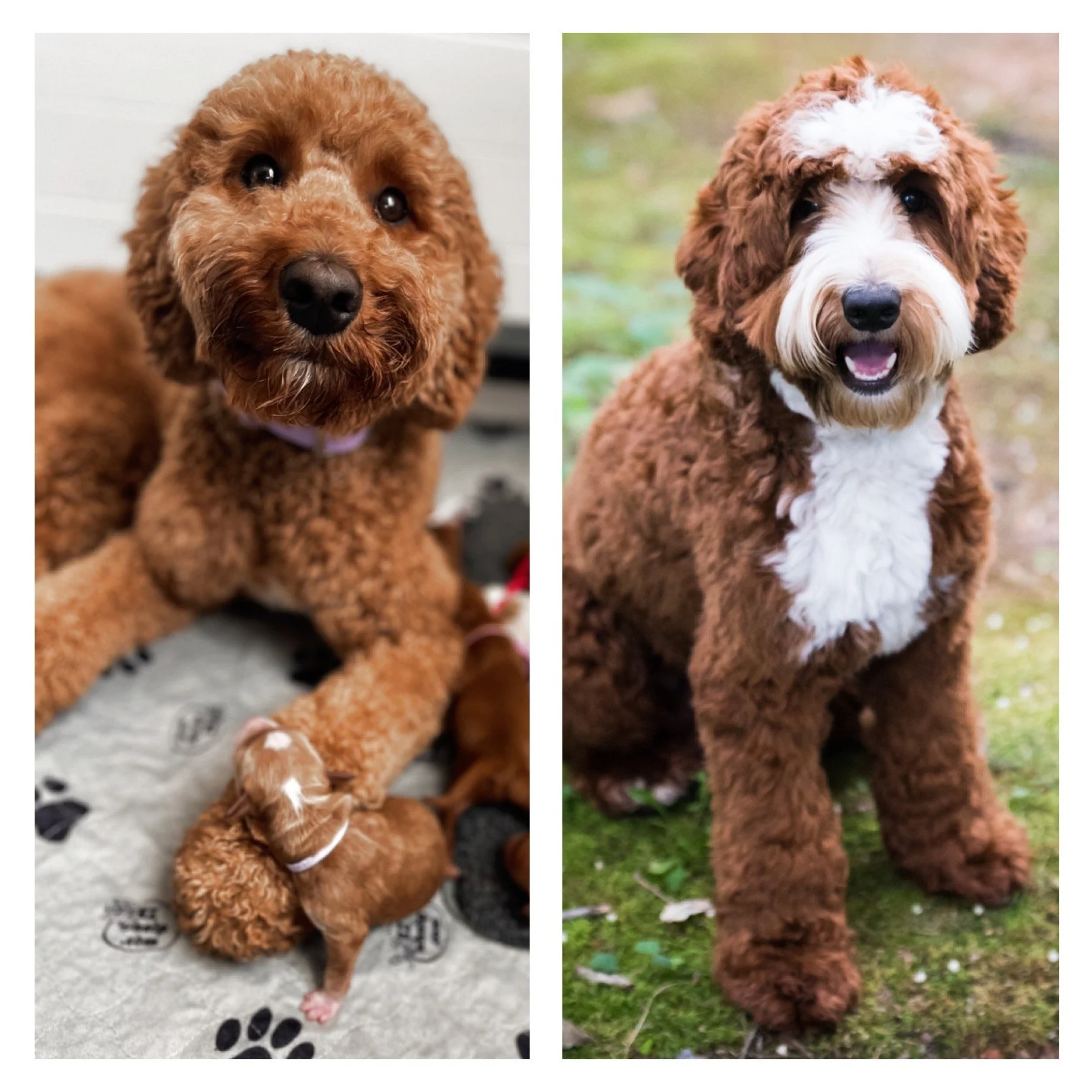 Puppies — Wagging Tail Labradoodles