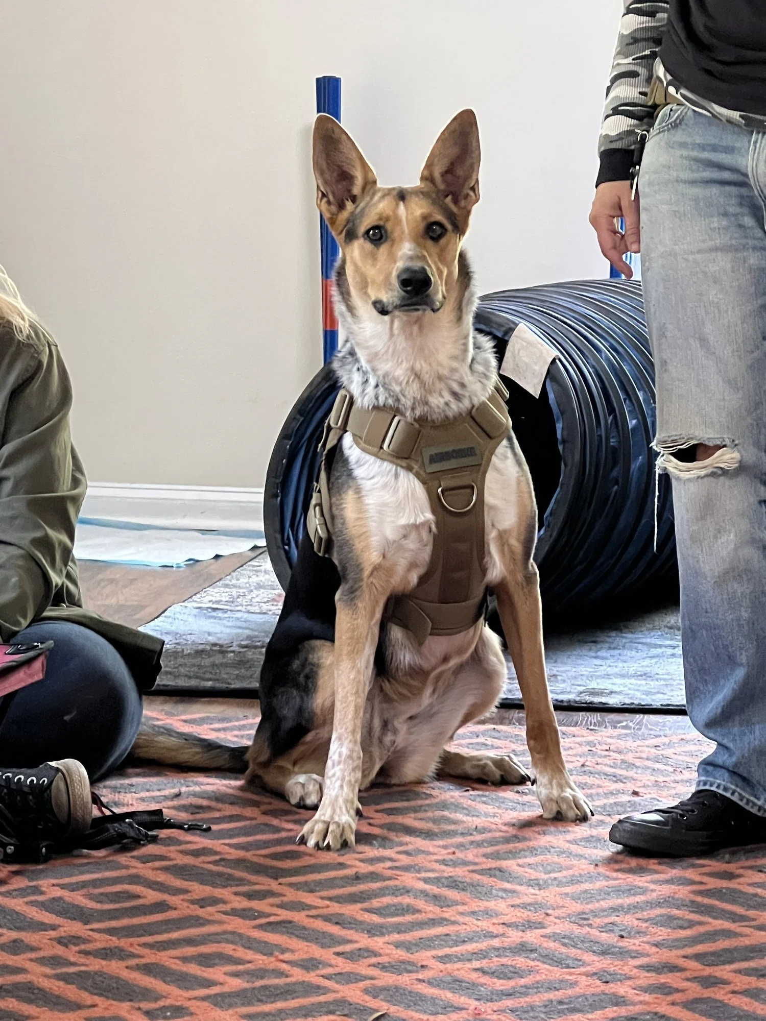 Services — Pawsitive Training Service Dog Solutions