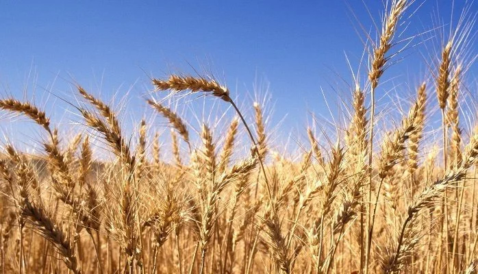 Pray for Laborers for the Harvest | Christians Engaged – Pray Vote Engage