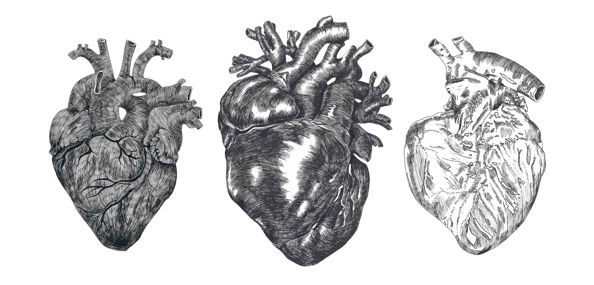 Pencil Drawing Of A Real Heart