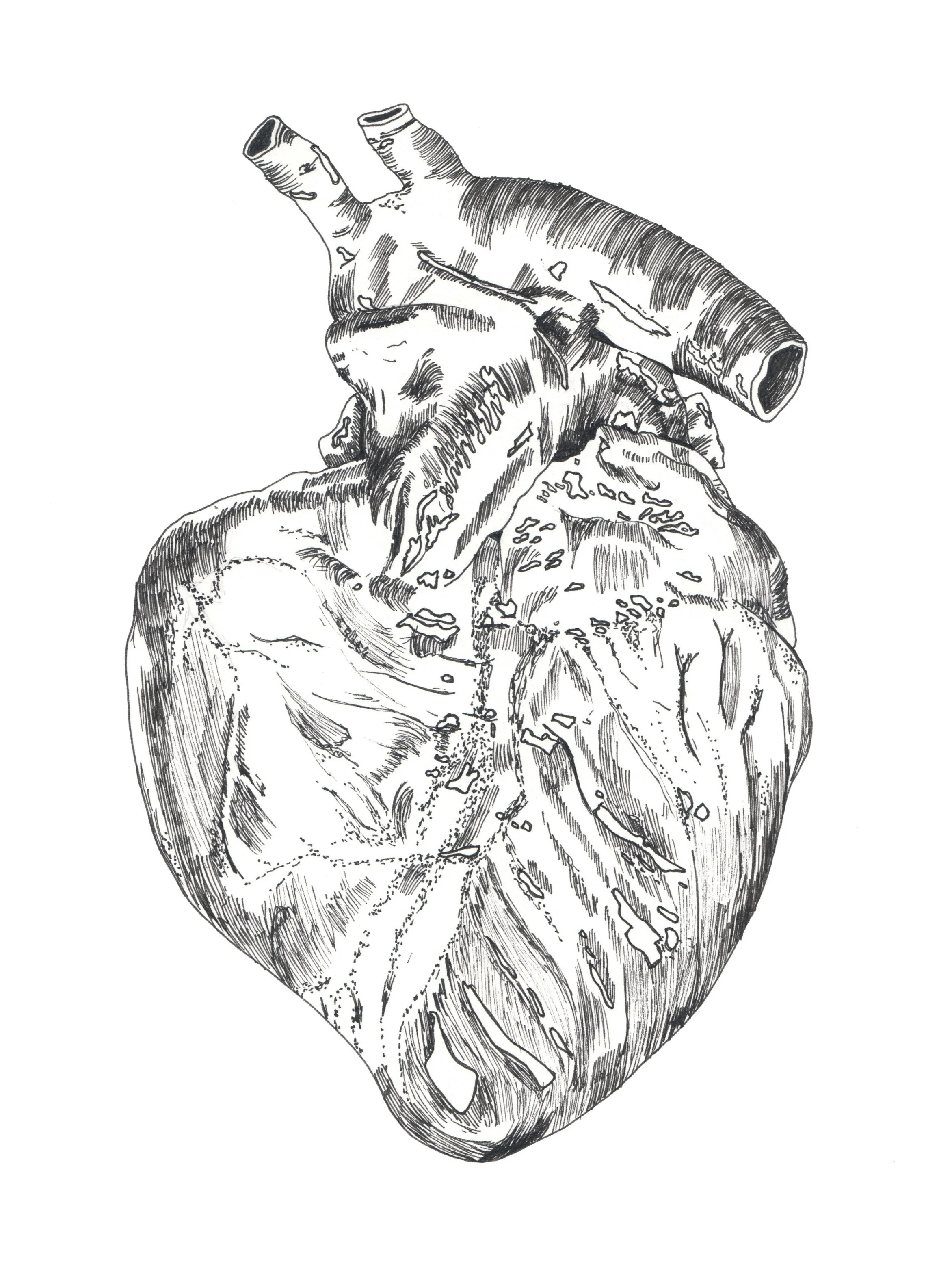 Real Heart Pencil Drawing