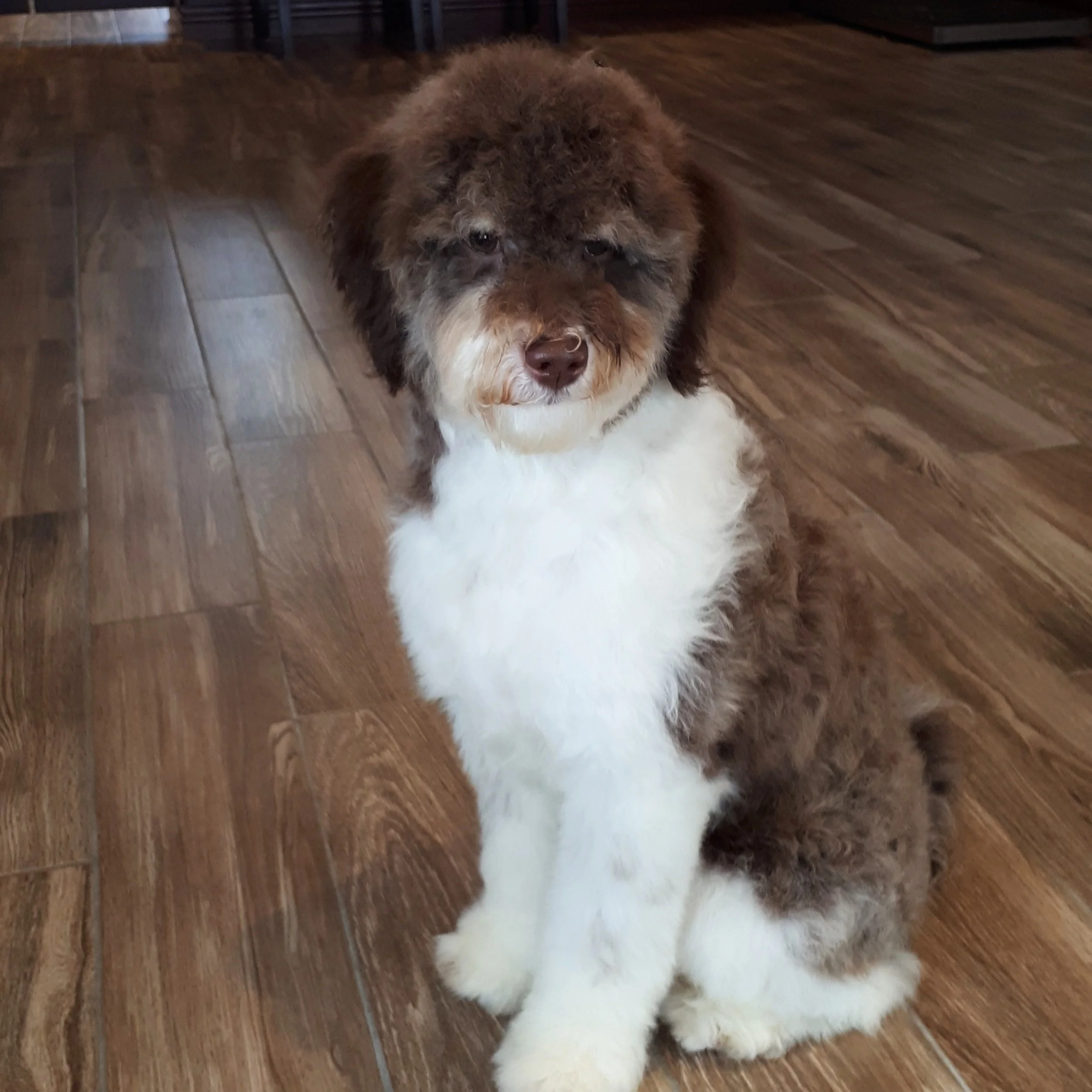 Wagging Heart Kennels The Moms | Goldendoodle Puppies Available in Toronto. — WHK