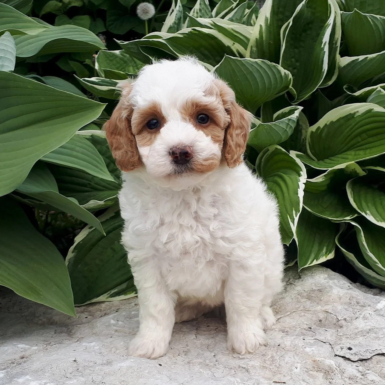 Orchids Puppies — WHK