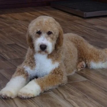 Wagging Heart Kennels The Moms | Goldendoodle Puppies Available in Toronto. — WHK