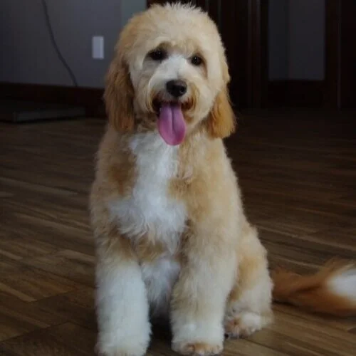 Wagging Heart Kennels The Moms | Goldendoodle Puppies Available in Toronto. — WHK