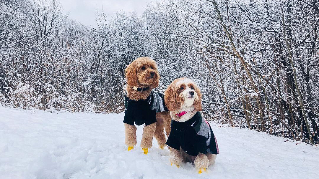 What Does Imprinting A Puppy Mean