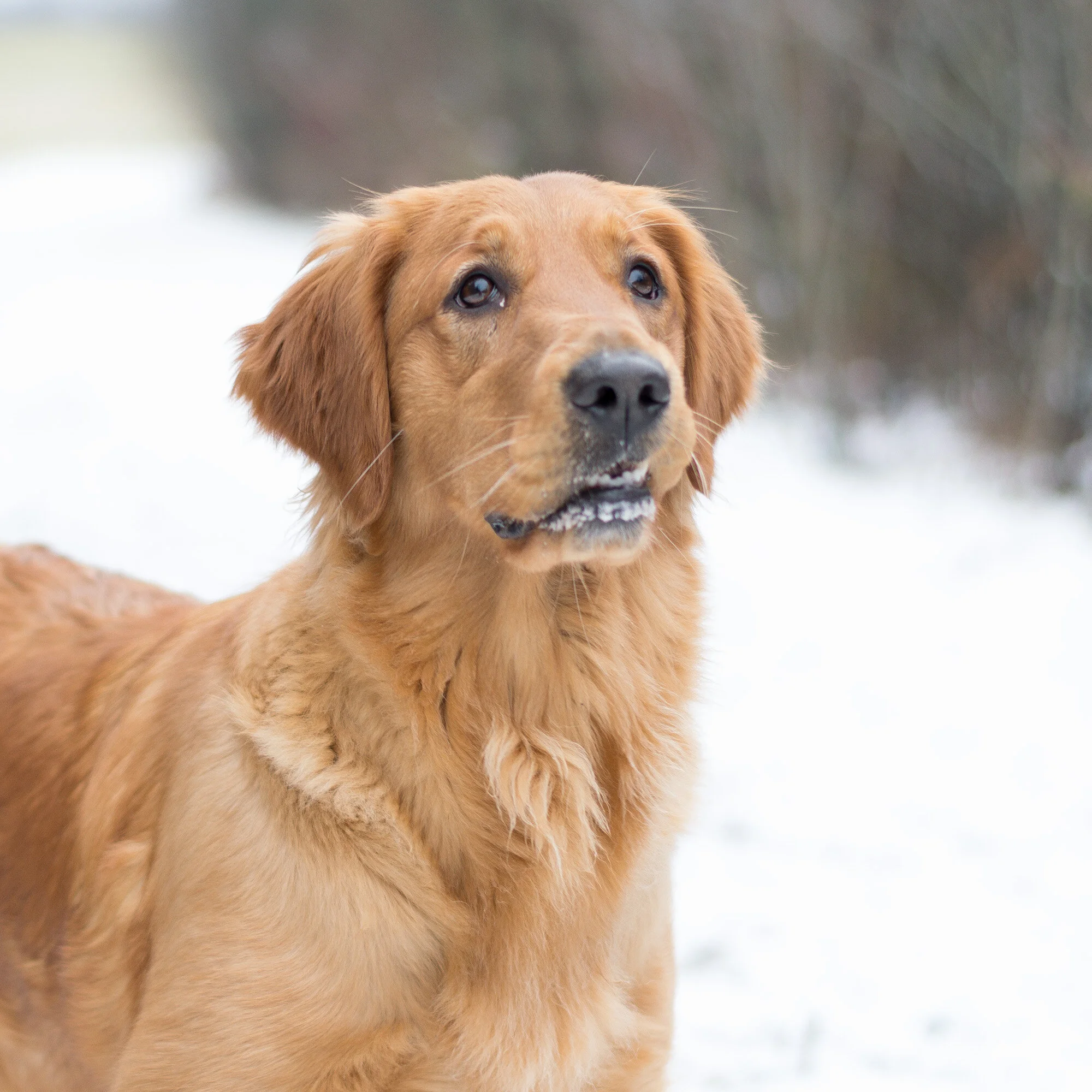 Wagging Heart Kennels The Moms | Goldendoodle Puppies Available in Toronto. — WHK