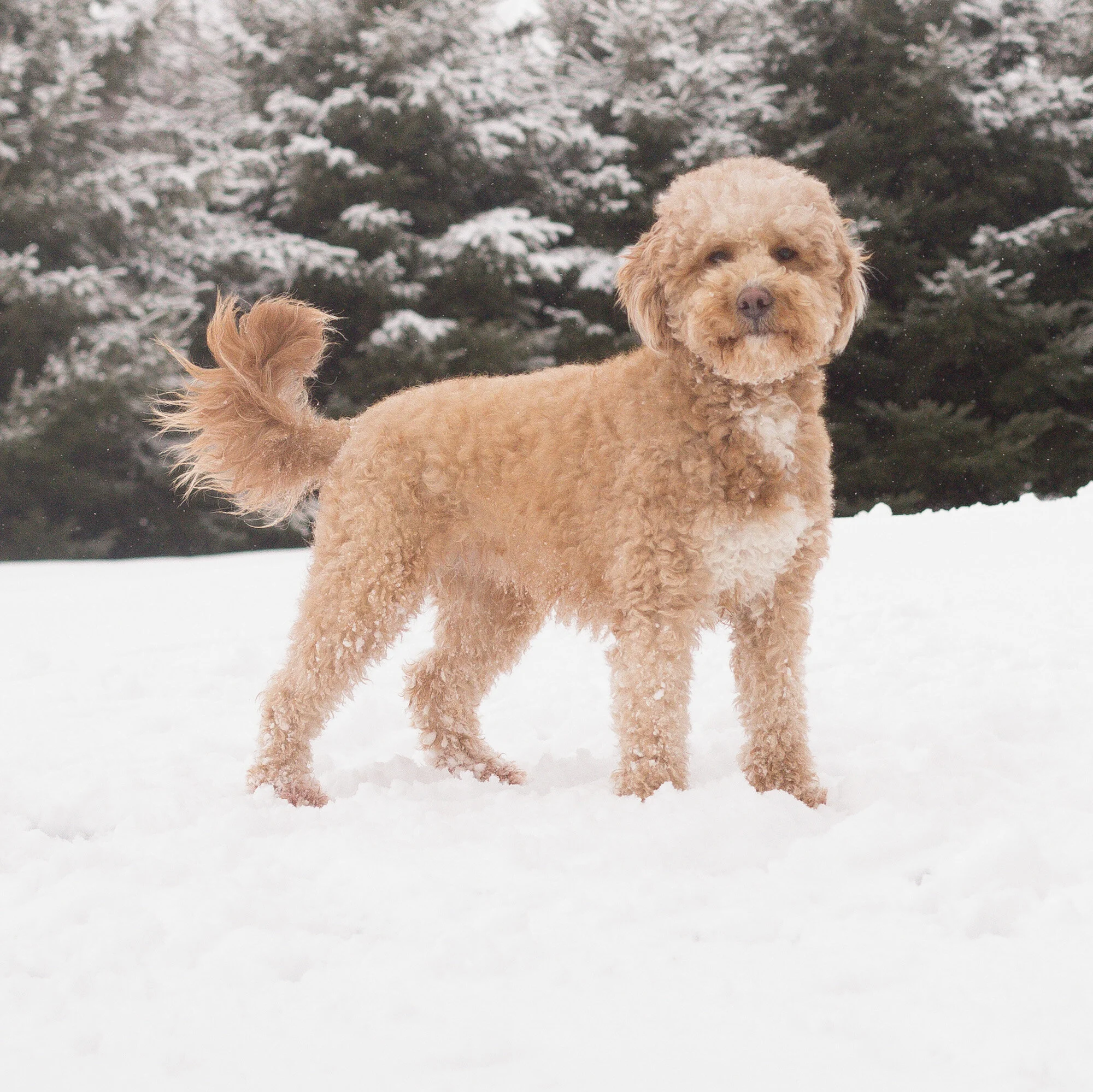 Wagging Heart Kennels The Moms | Goldendoodle Puppies Available in Toronto. — WHK