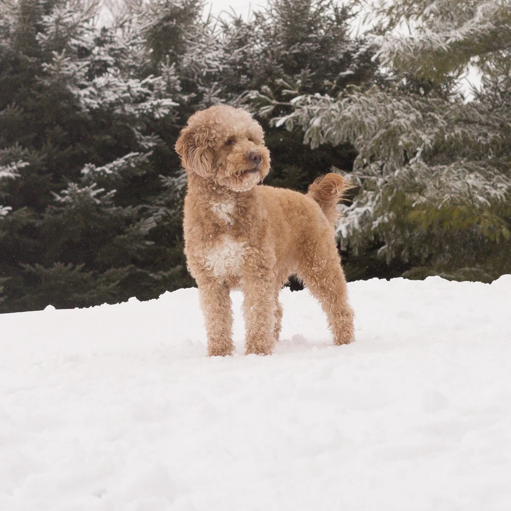 Wagging Heart Kennels | Goldendoodle Puppies for sale Ontario