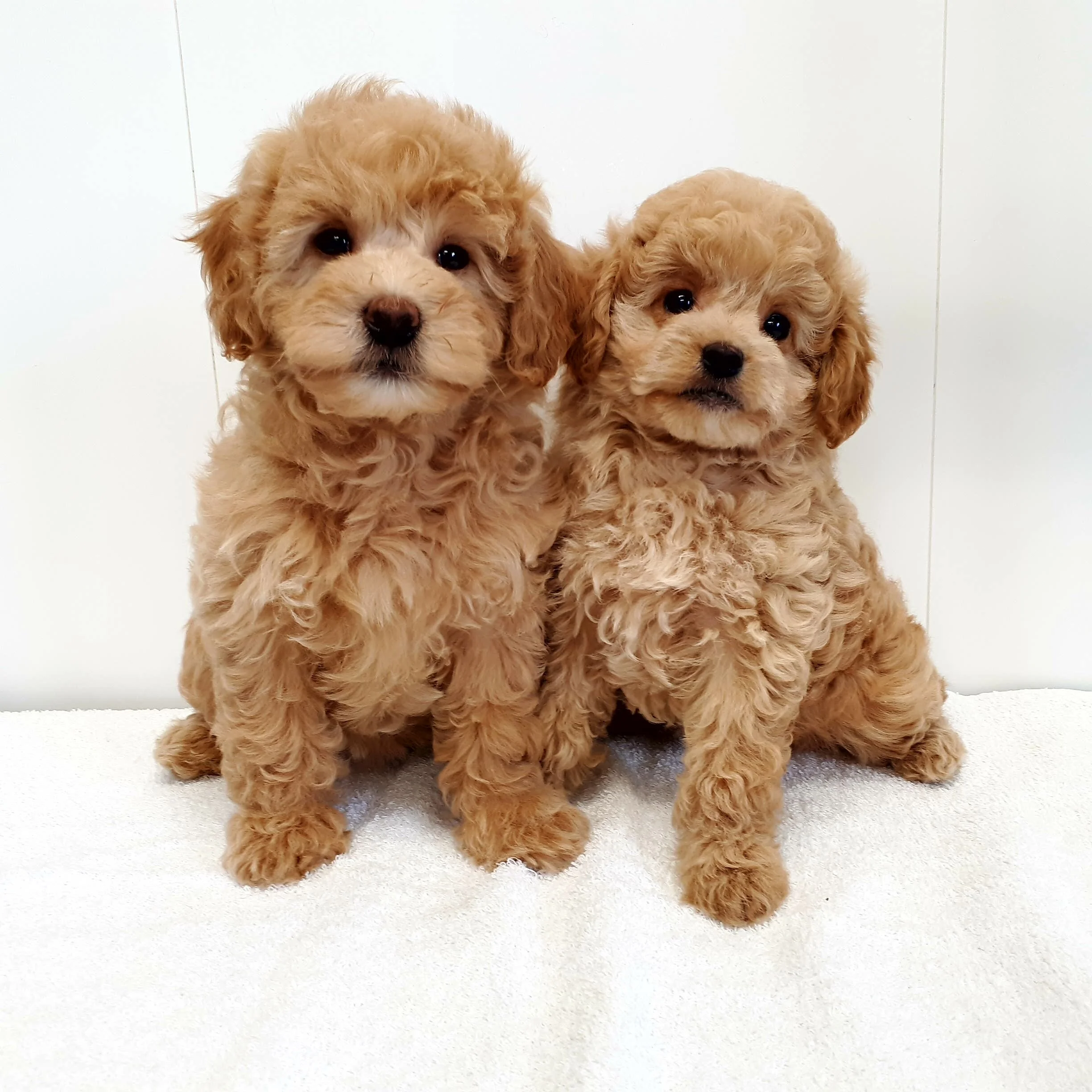 What Does It Mean To Imprint On A Puppy