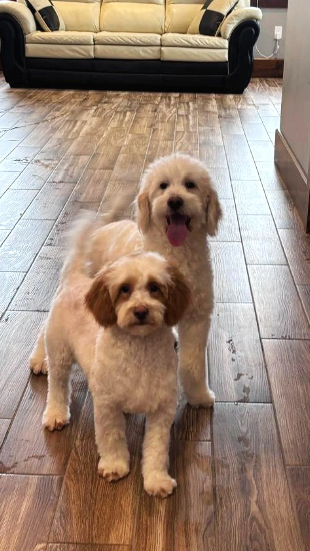 Wagging Heart Kennels | Goldendoodle Puppies Available in Ontario — WHK