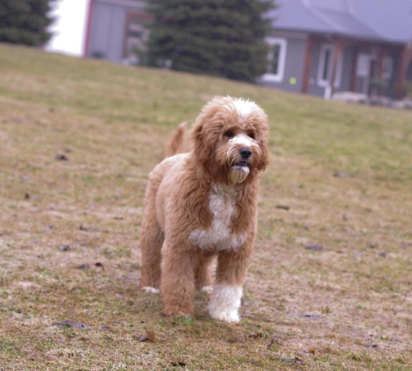 Wagging Heart Kennels The Moms | Goldendoodle Puppies Available in Toronto. — WHK