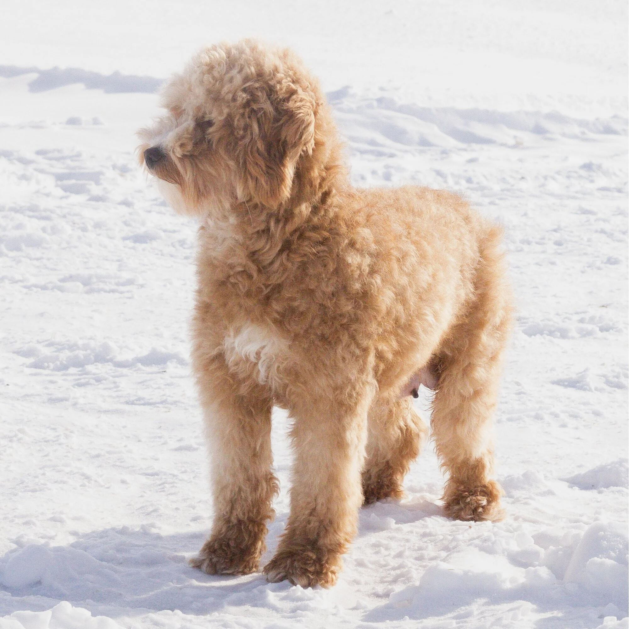 Wagging Heart Kennels The Moms | Goldendoodle Puppies Available in Toronto. — WHK