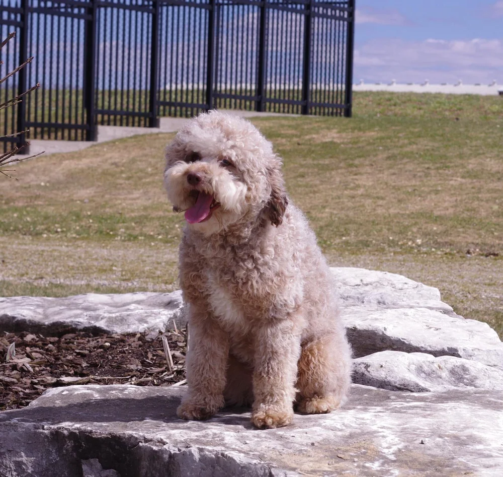 Wagging Heart Kennels The Moms | Goldendoodle Puppies Available in Toronto. — WHK