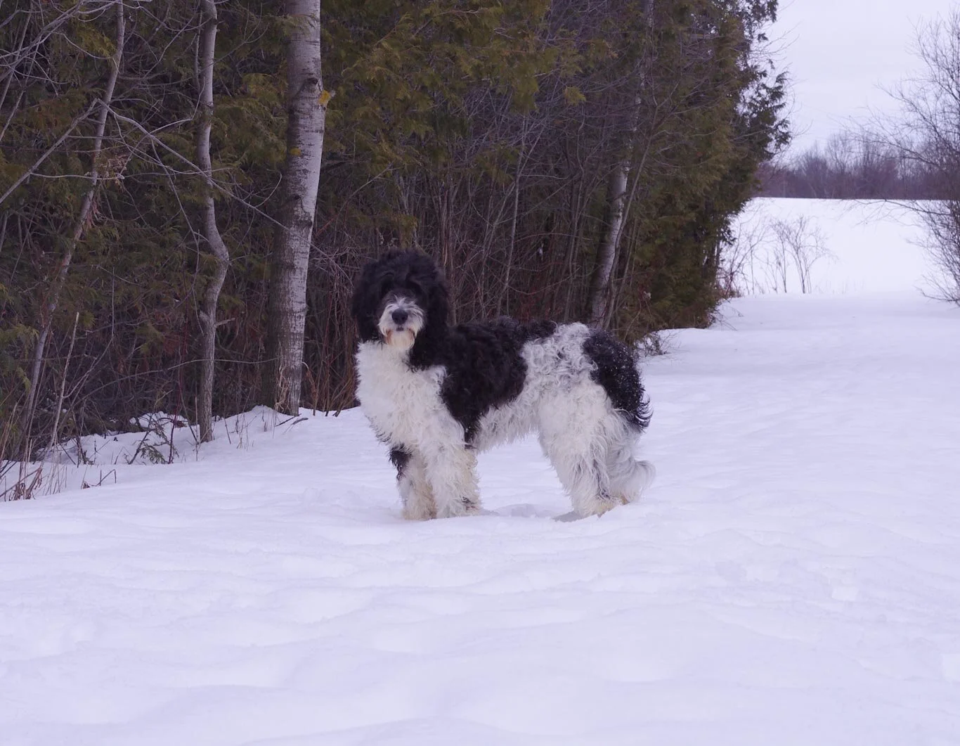 Wagging Heart Kennels The Moms | Goldendoodle Puppies Available in Toronto. — WHK