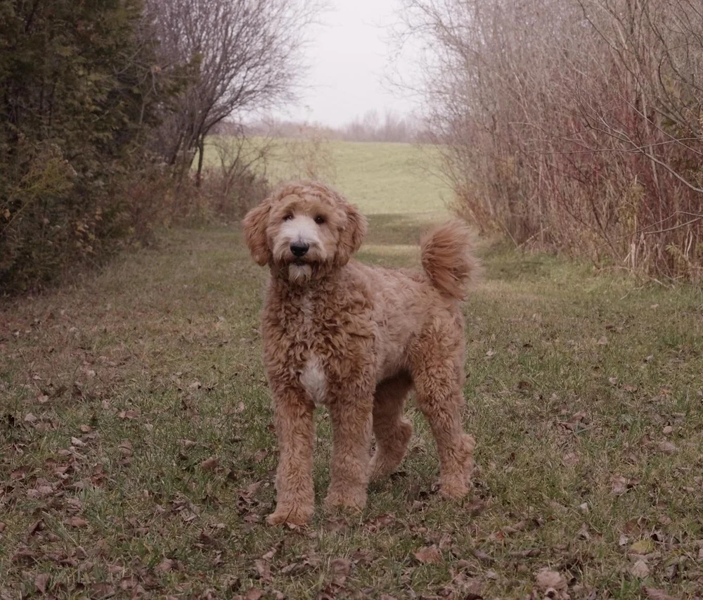 Wagging Heart Kennels The Moms | Goldendoodle Puppies Available in Toronto. — WHK