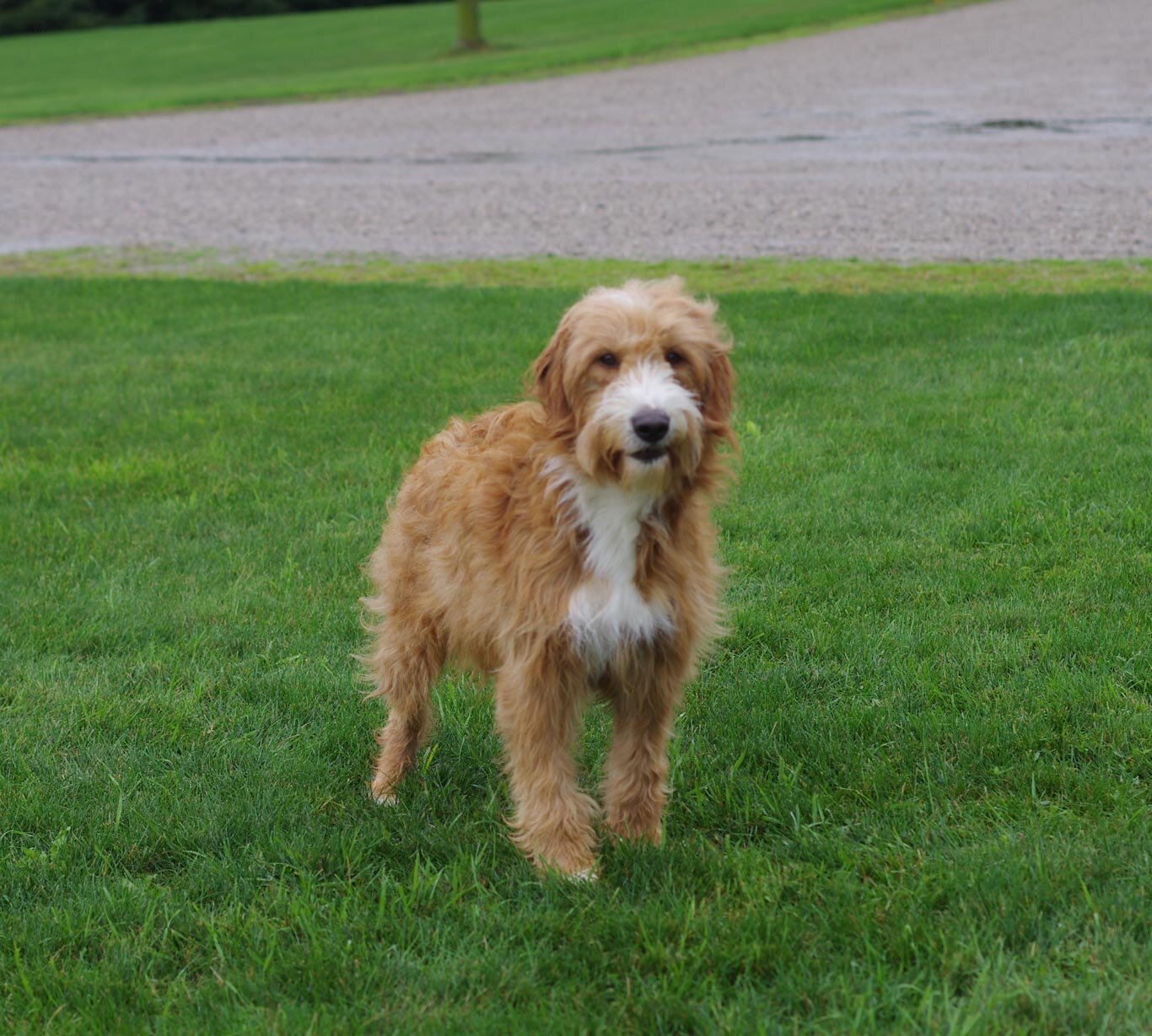 Wagging Heart Kennels The Moms | Goldendoodle Puppies Available in Toronto. — WHK