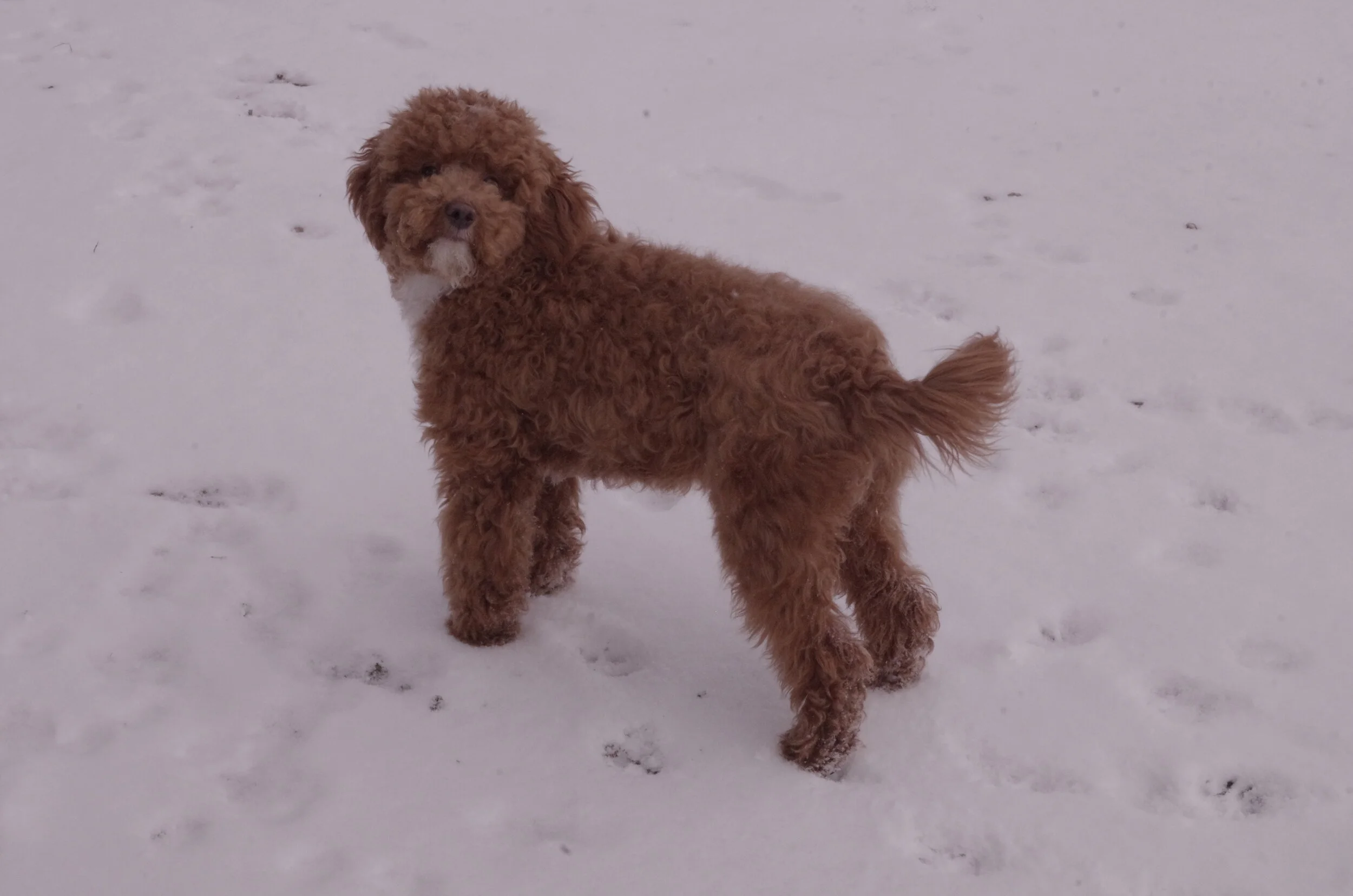 Wagging Heart Kennels The Moms | Goldendoodle Puppies Available in Toronto. — WHK