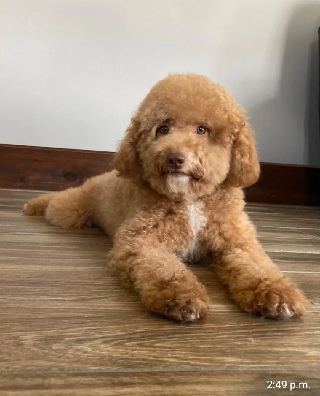 Goldendoodle Trained Puppies Available Ontario | Wagging Heart Kennels — WHK