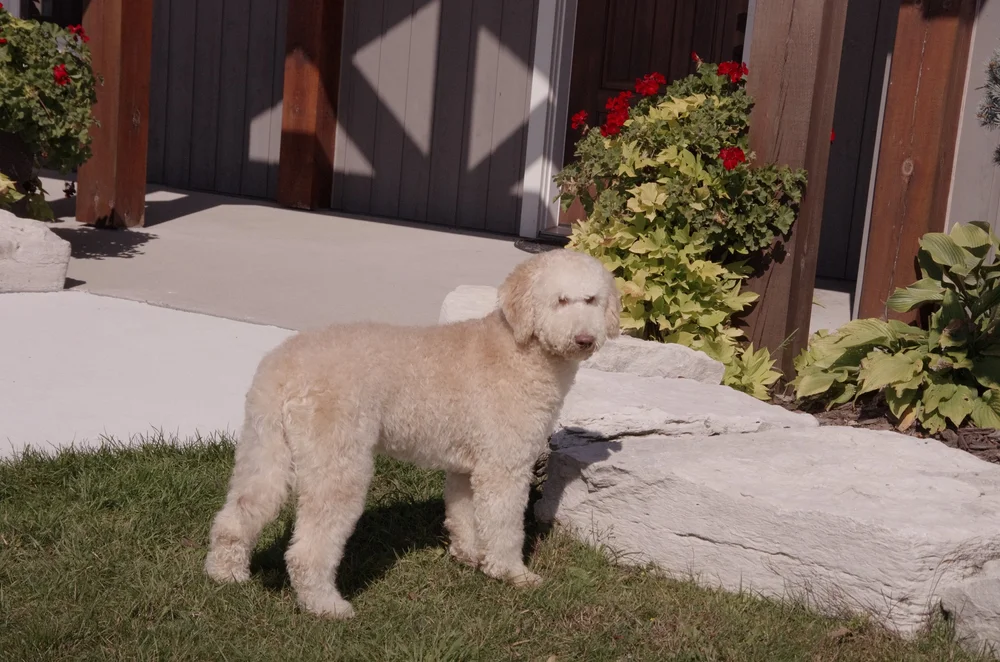 Wagging Heart Kennels Retiring Dogs | Goldendoodle Puppies Available in Toronto. — WHK