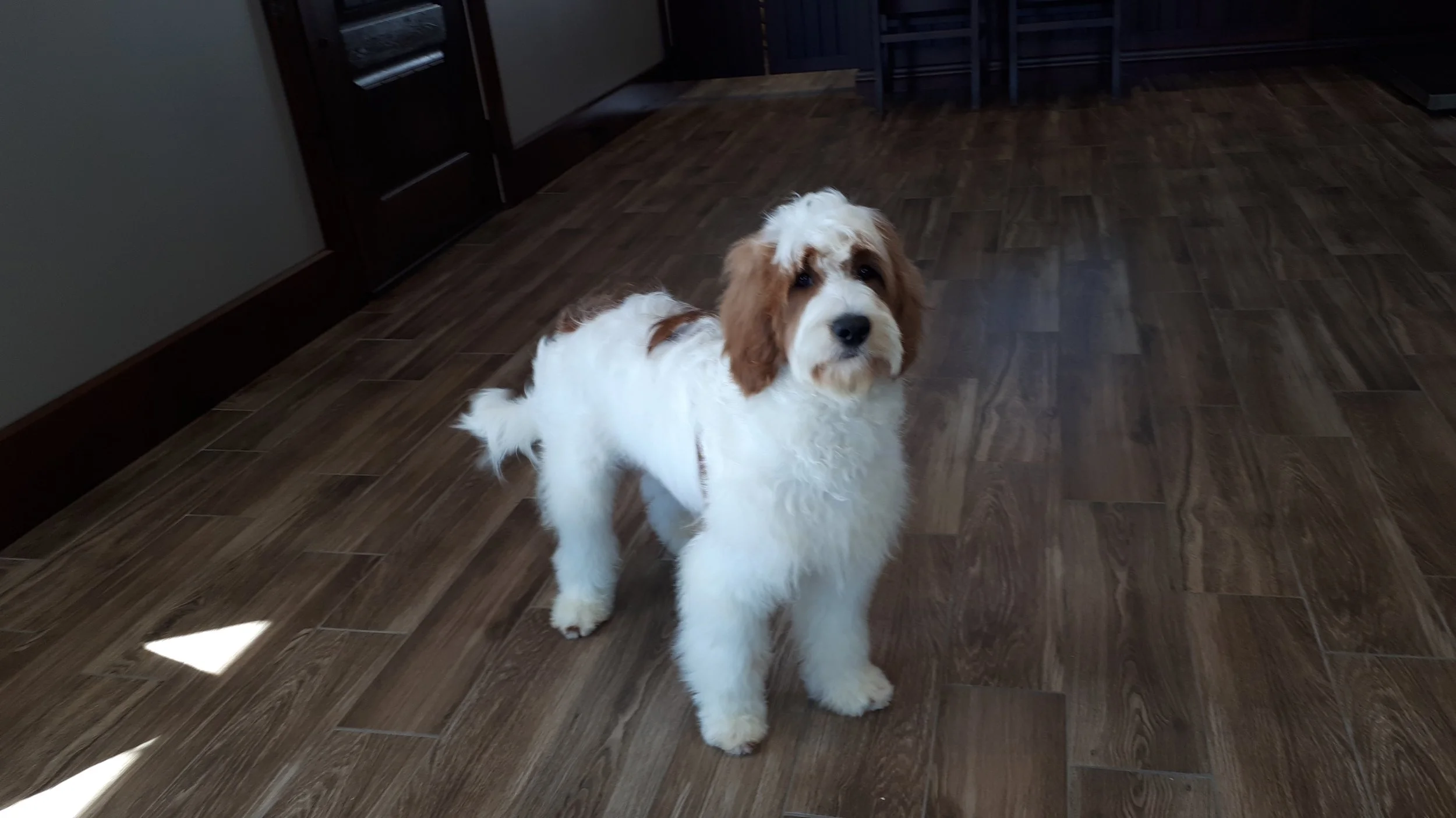 Wagging Heart Kennels | Goldendoodle Puppies Available in Ontario — WHK