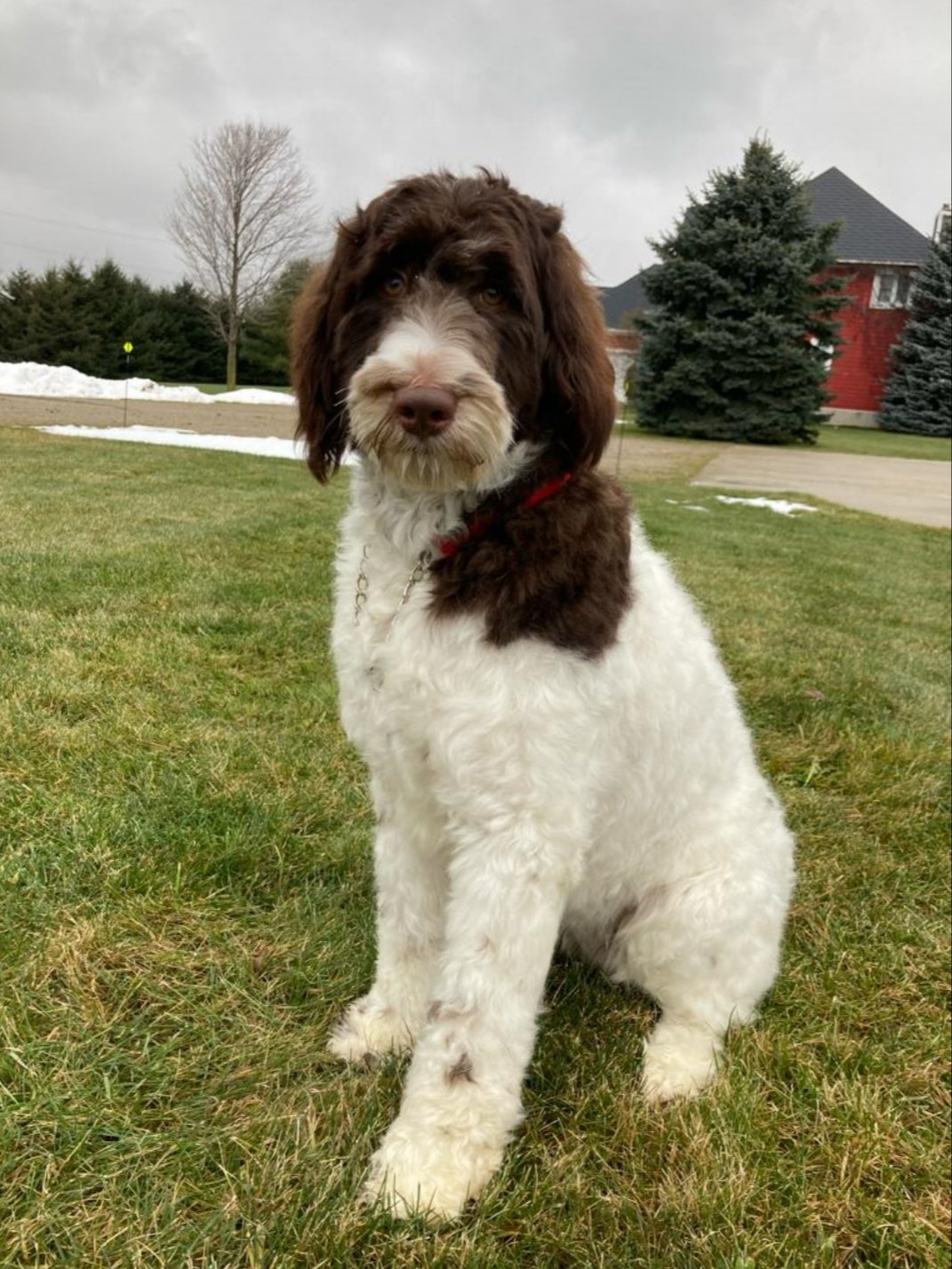 Wagging Heart Kennels | Goldendoodle Puppies Available in Ontario — WHK