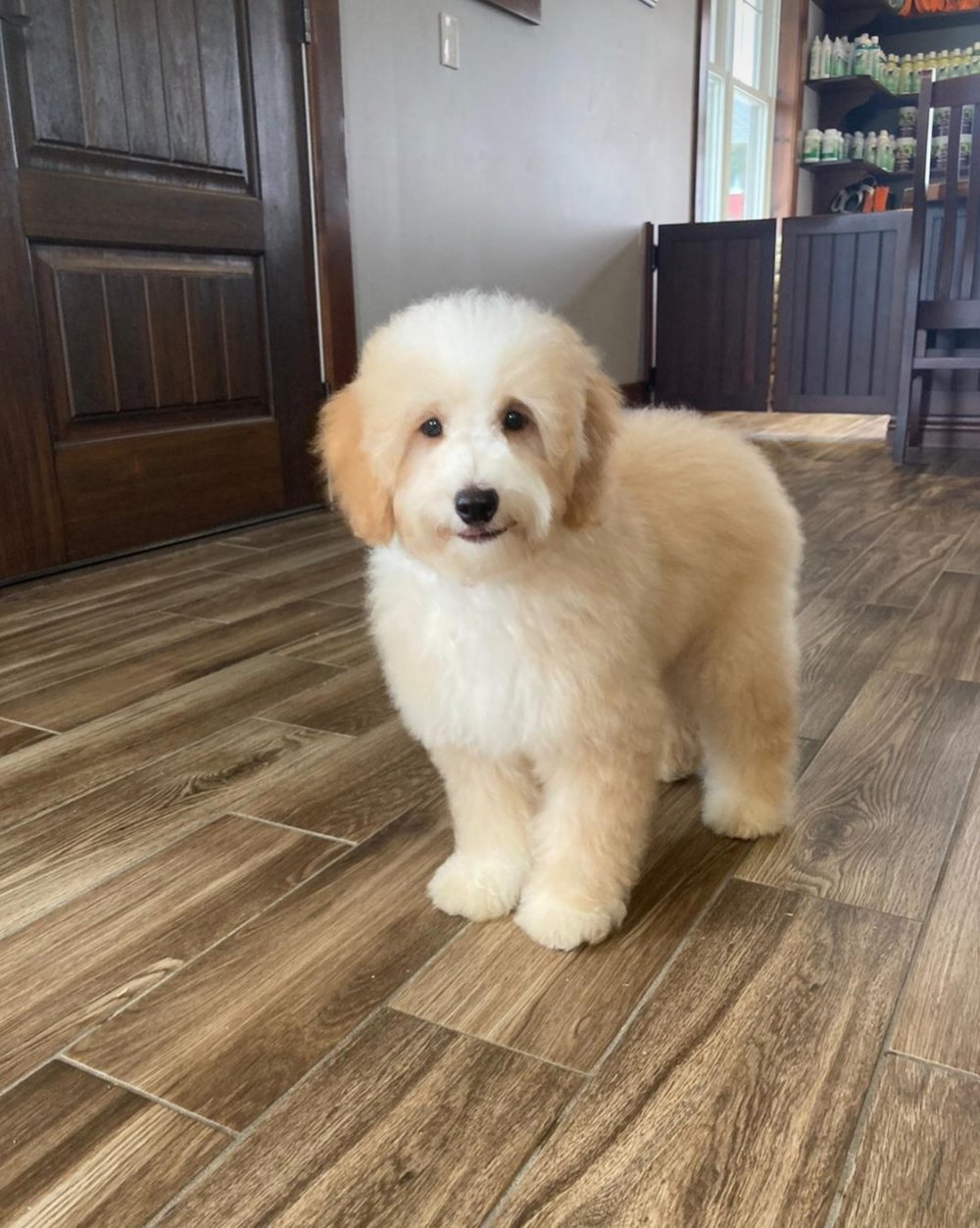 Wagging Heart Kennels | Goldendoodle Puppies Available in Ontario — WHK