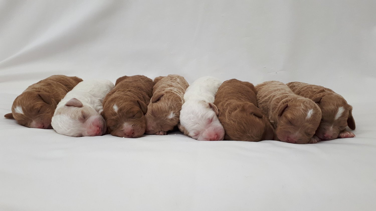 Orchids Puppies — WHK