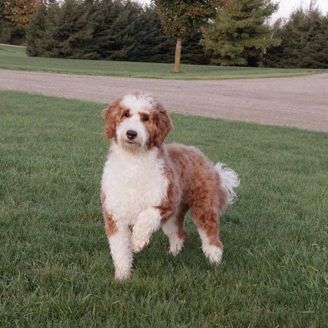 Wagging Heart Kennels The Moms | Goldendoodle Puppies Available in Toronto. — WHK