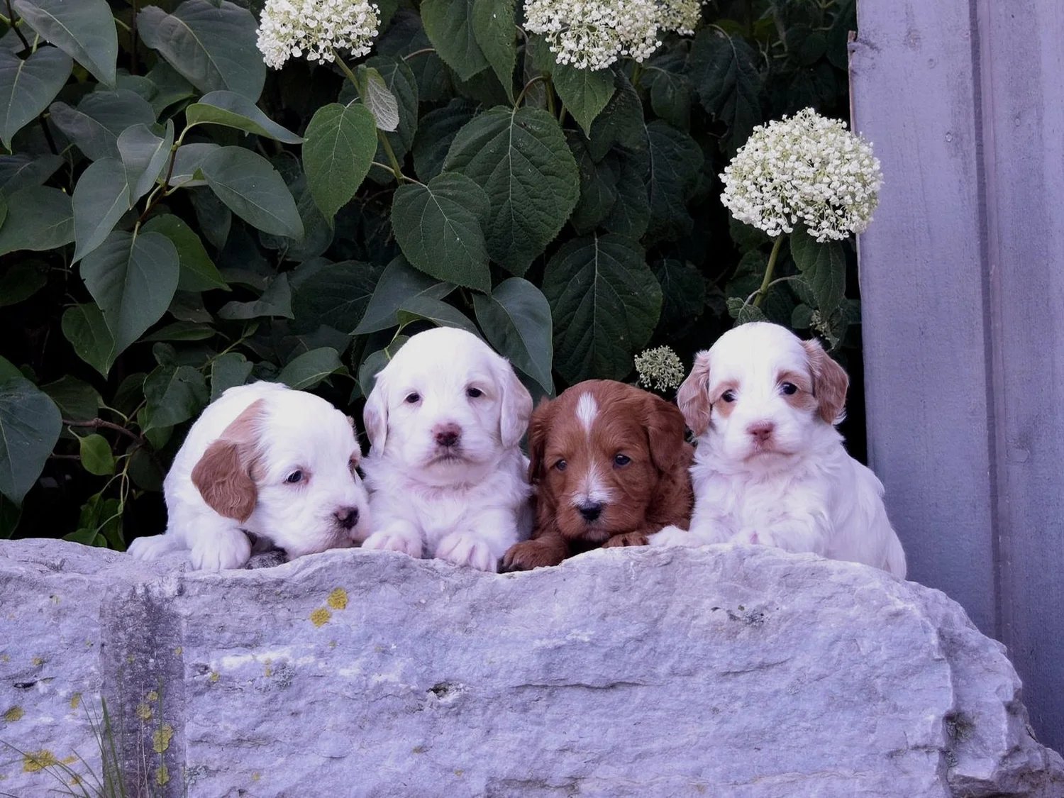 Sona's puppies — WHK