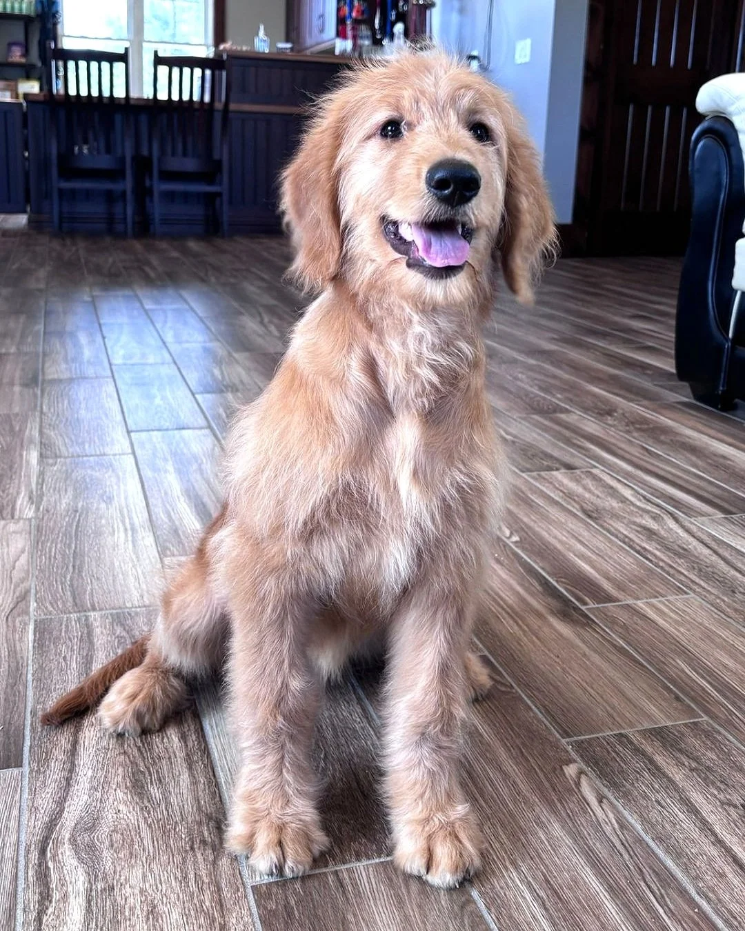 Wagging Heart Kennels | Goldendoodle Puppies Available in Ontario — WHK