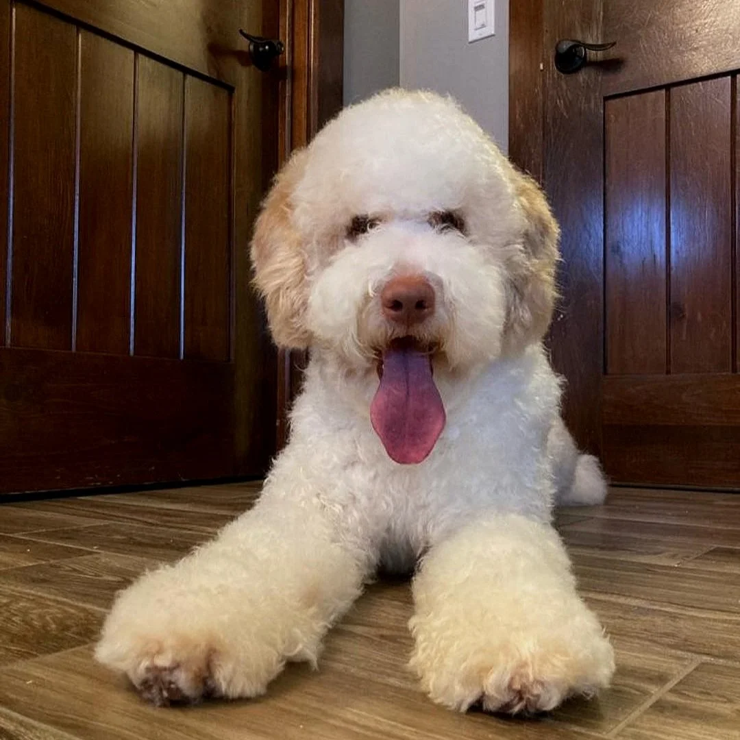 Wagging Heart Kennels | Goldendoodle Puppies Available in Ontario — WHK