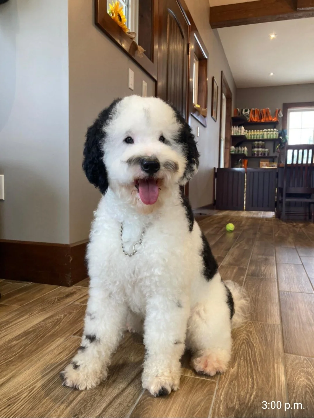Wagging Heart Kennels | Goldendoodle Puppies Available in Ontario — WHK