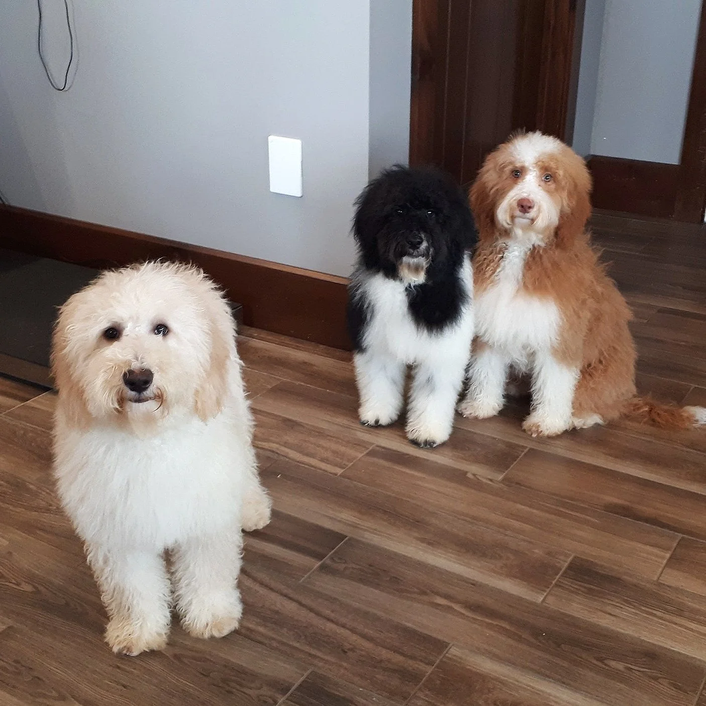 Wagging Heart Kennels | Goldendoodle Puppies Available in Ontario — WHK