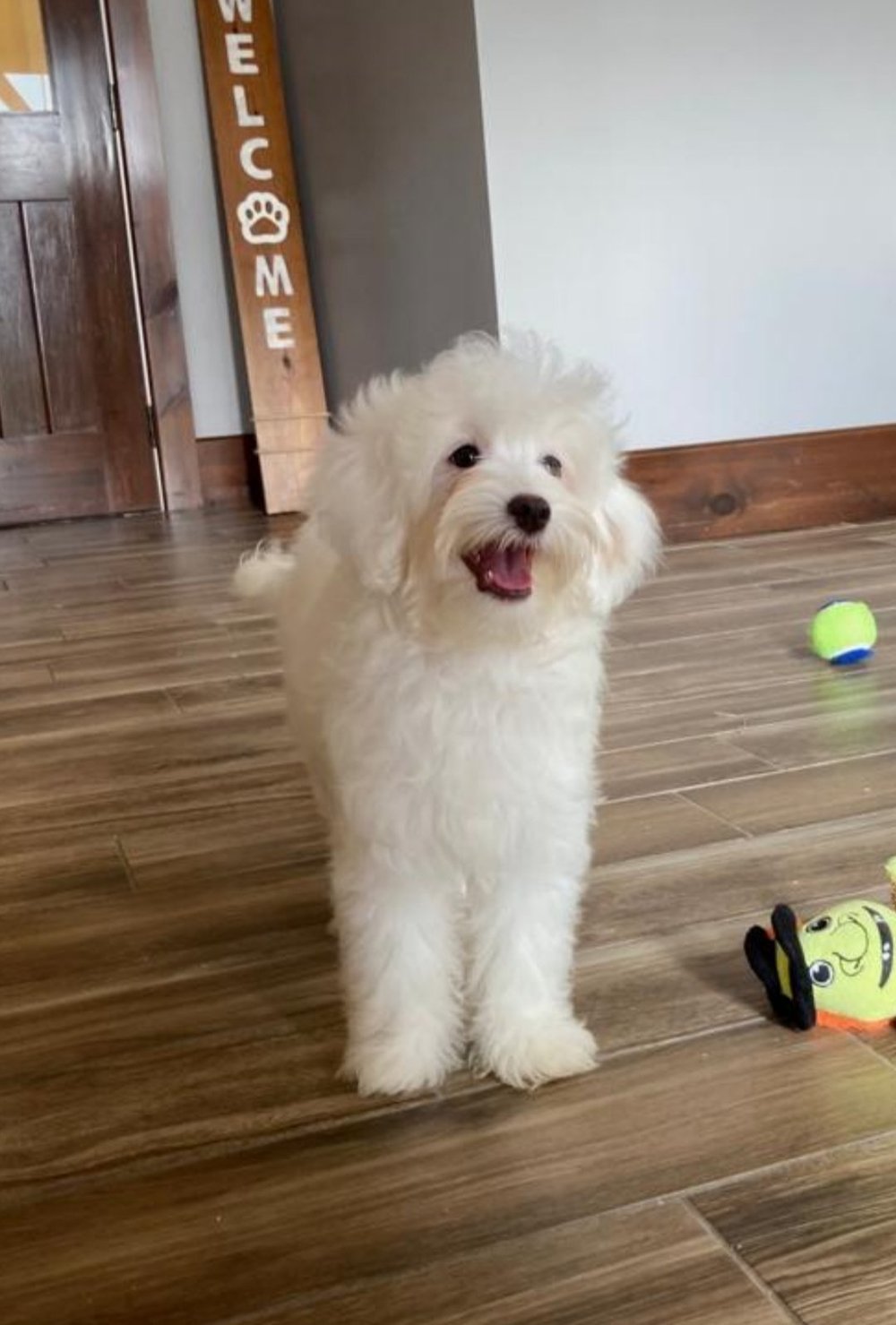 Wagging Heart Kennels | Goldendoodle Puppies Available in Ontario — WHK