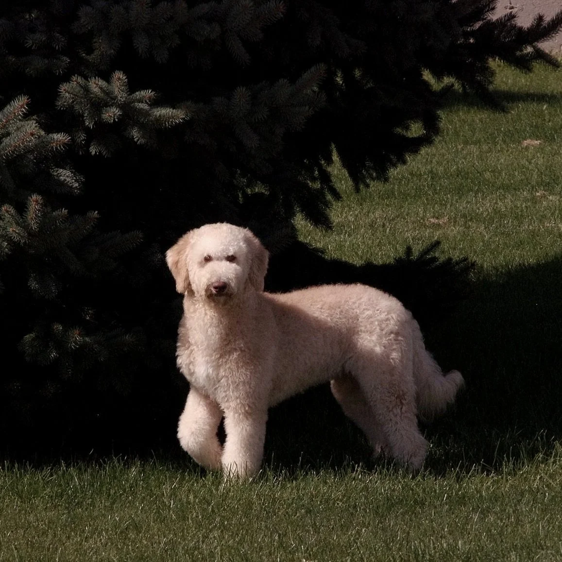 Wagging Heart Kennels The Moms | Goldendoodle Puppies Available in Toronto. — WHK