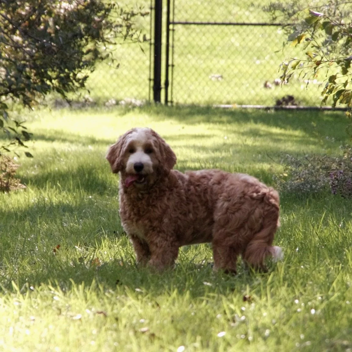 Wagging Heart Kennels The Moms | Goldendoodle Puppies Available in Toronto. — WHK