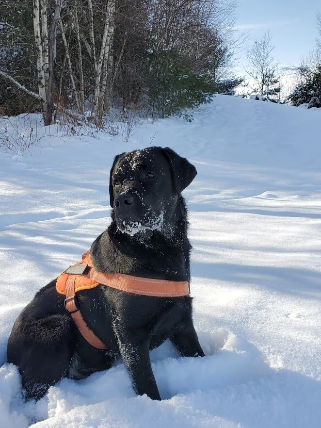 Gallery — Covered Bridge Labradors LLC