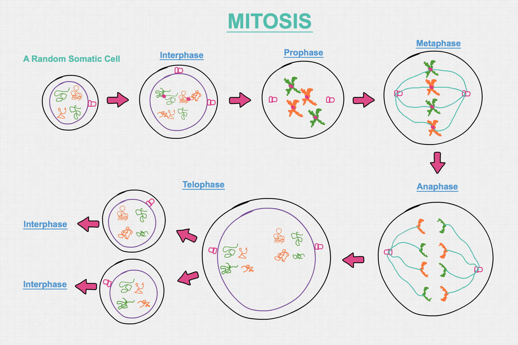 HSC Biology - Module 5 - Inquiry Question 2