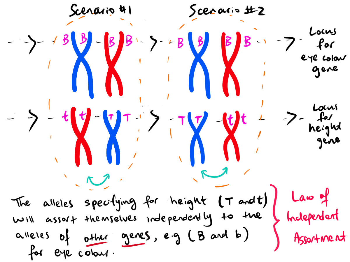 HSC Biology - Module 5 - Inquiry Question 4