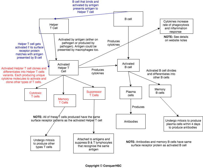 Innate Immune System Flow Chart Adaptive Immunity | Immune Response