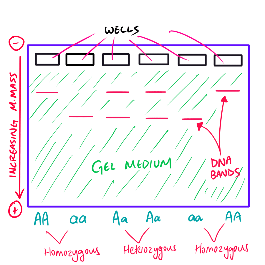 HSC Biology - Module 5 - Inquiry Question 5