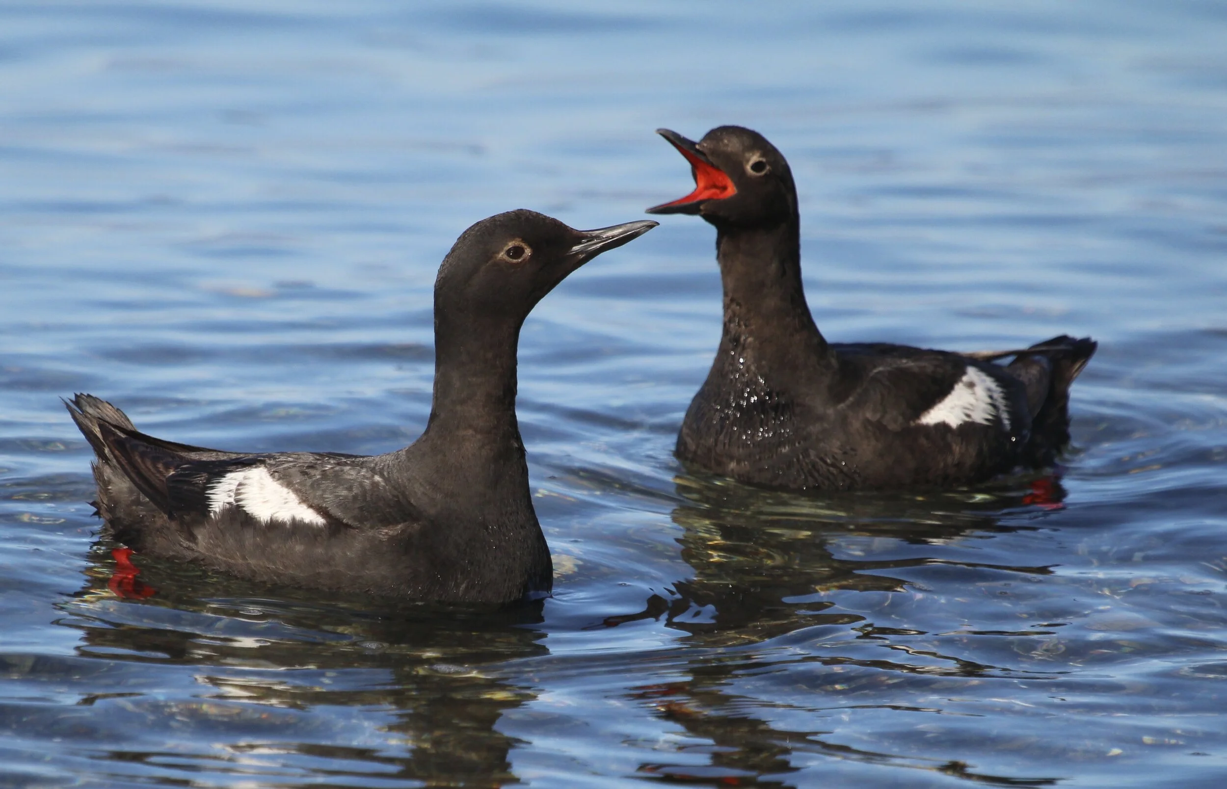 Pigeon Guillemot Breeding Survey — Whidbey Audubon Society