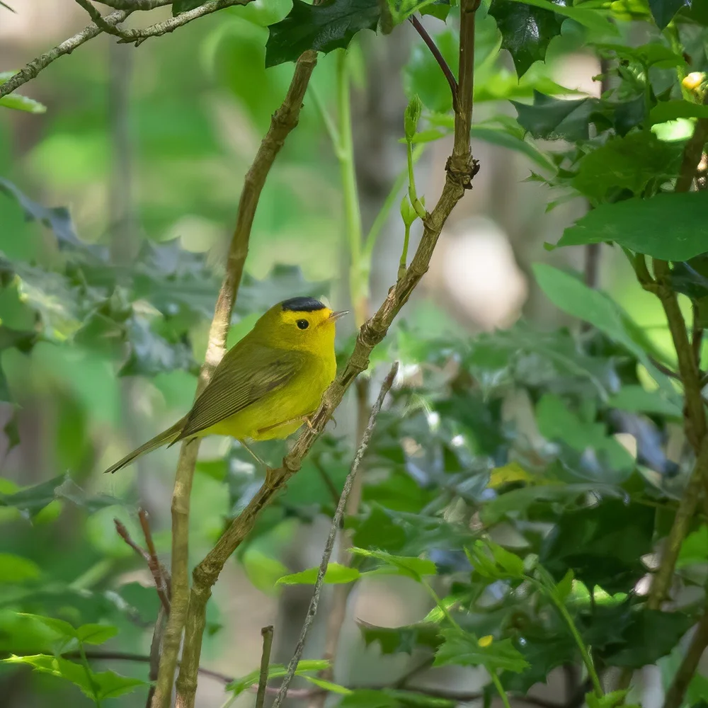 Bird-Friendly Communities — Whidbey Audubon Society