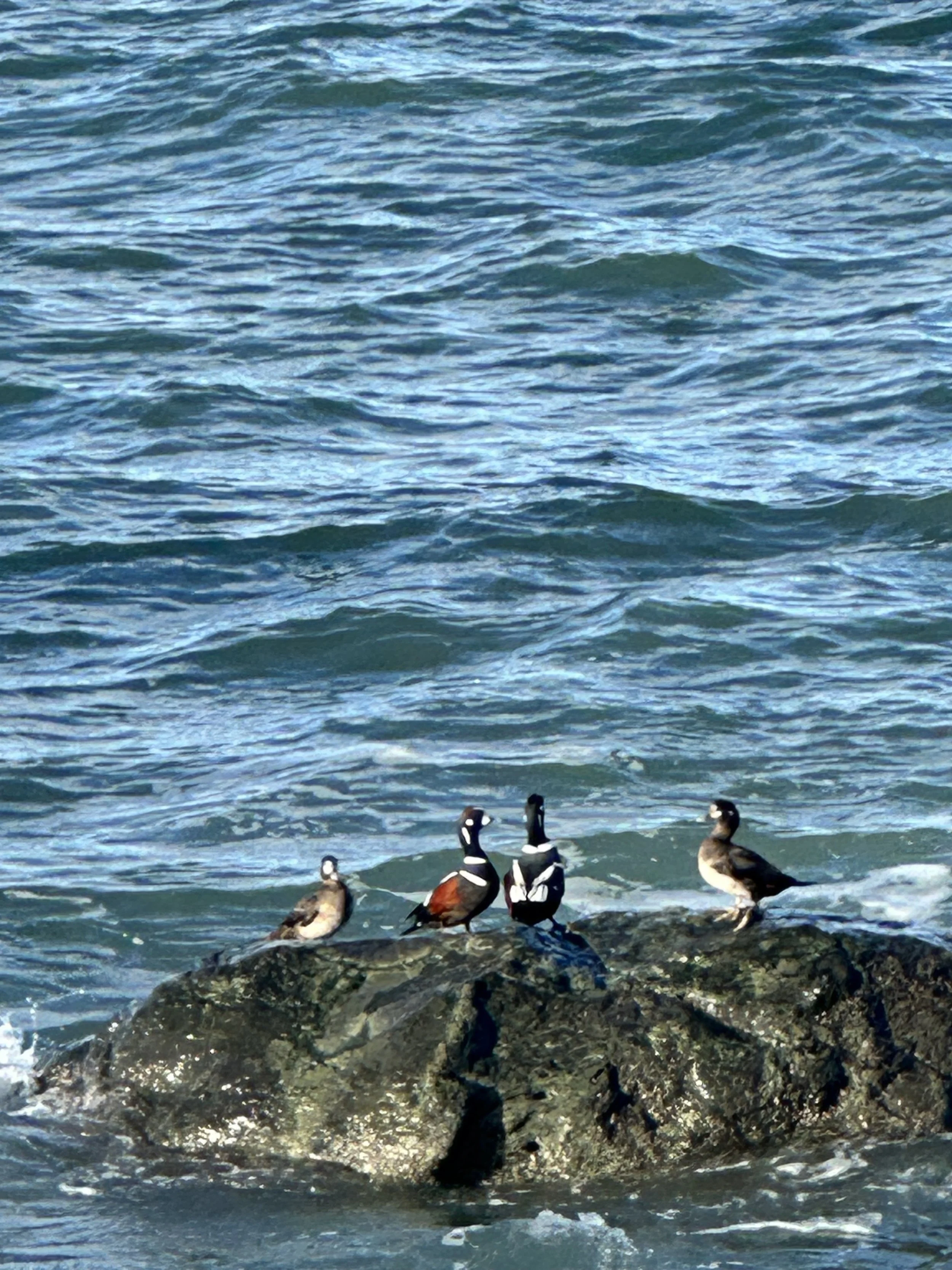 Birding in Neighborhoods - North: Libbey Beach and Hastie Lake Parks ...