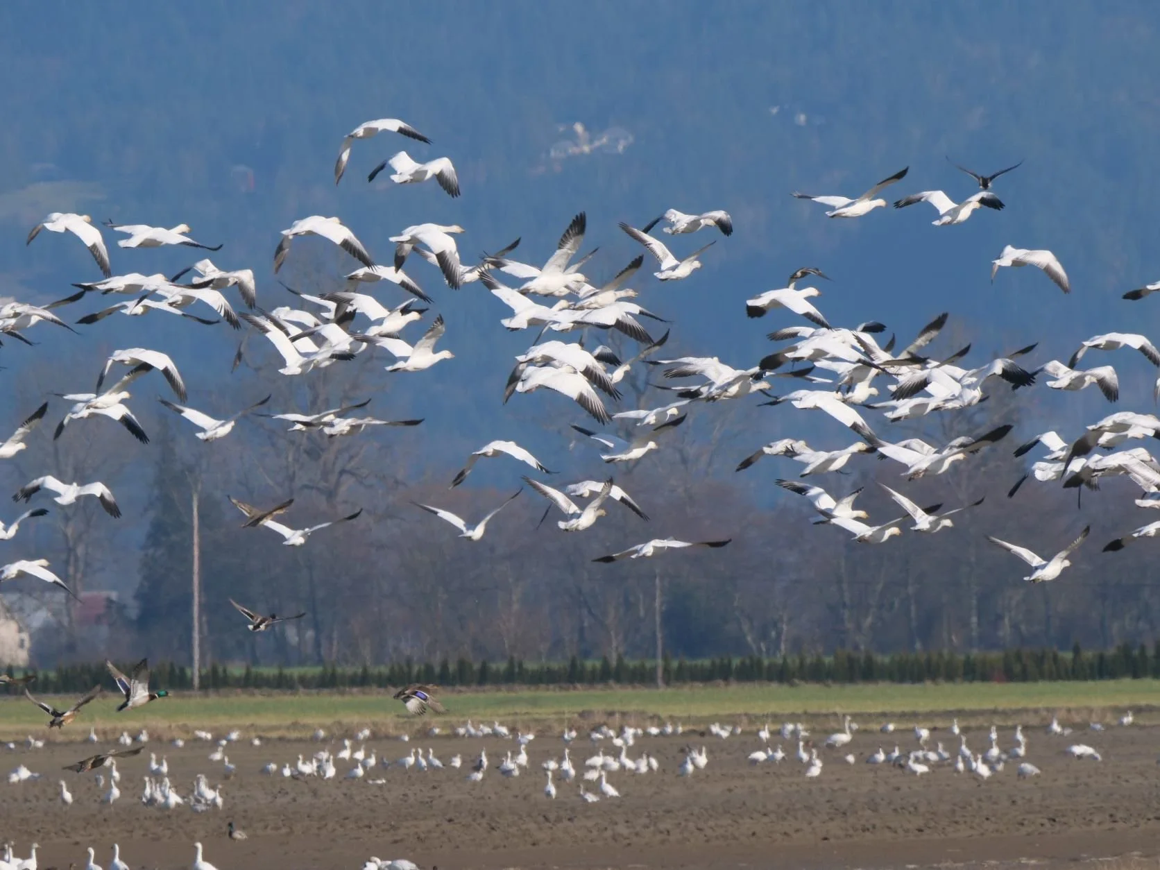 Field Trip - Skagit Flats, Fir Island, and Points Between — Whidbey ...