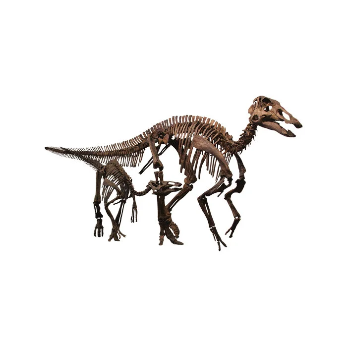 Edmontosaurus Skeleton