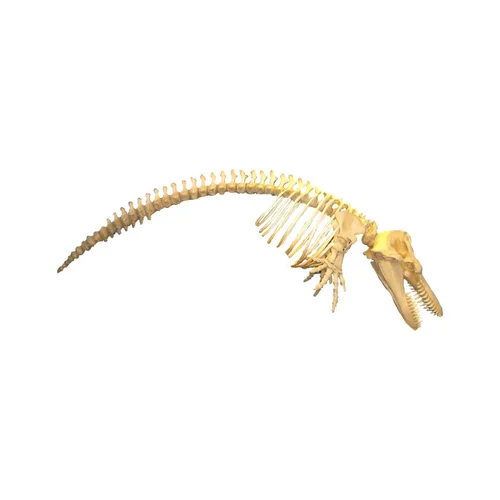 Catalog — Triebold Paleontology, Inc.