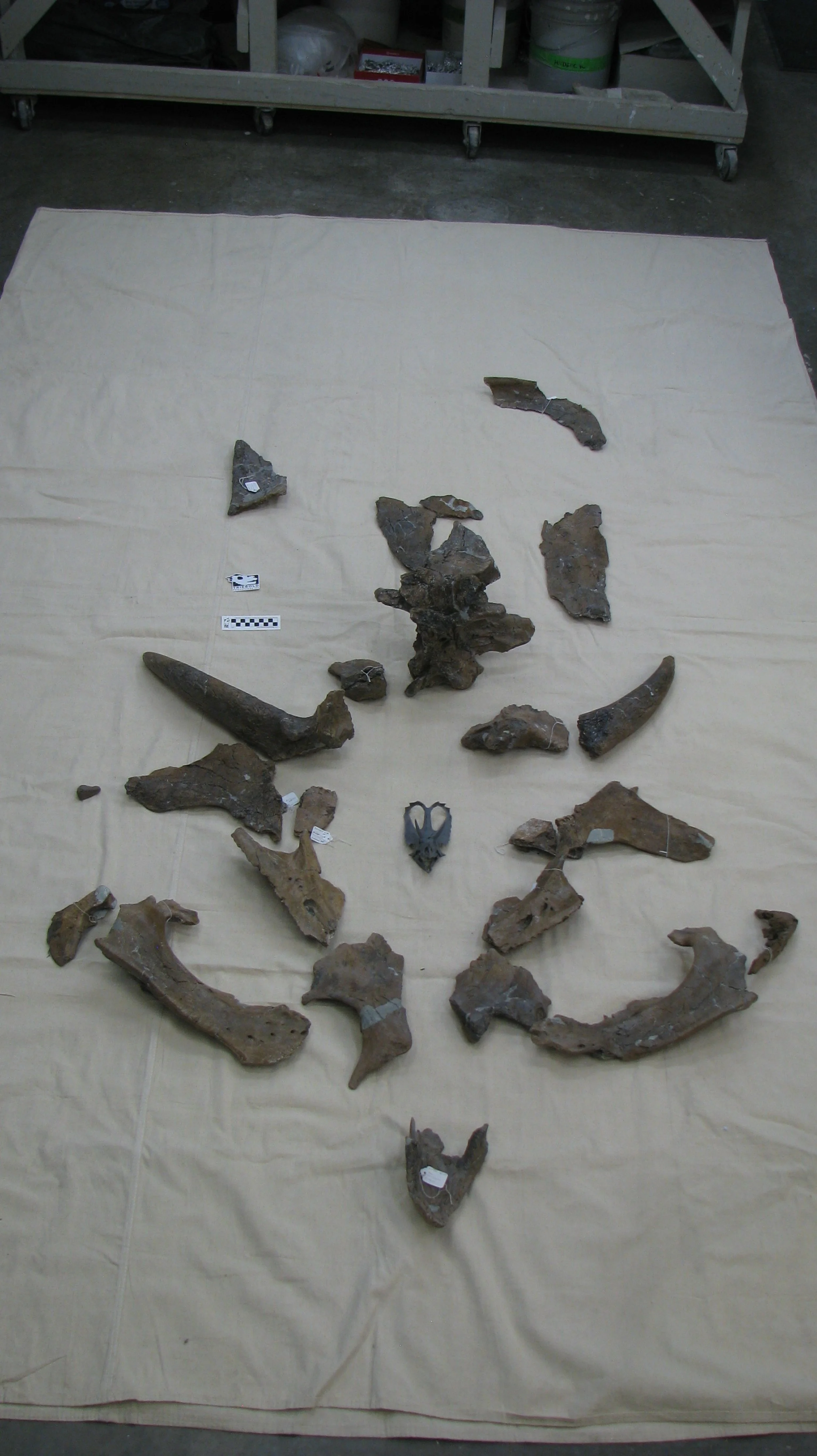 New Ceratopsian "Kevin" (RMDRC #18-012) — Triebold Paleontology, Inc.
