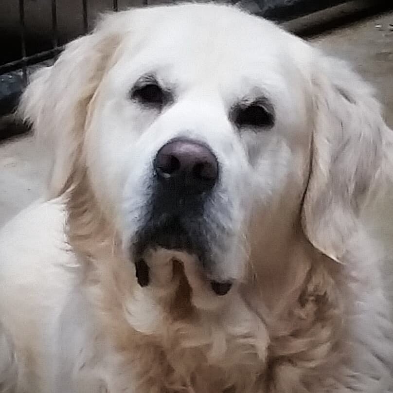 the papa's — BUCKEYE KENNELS